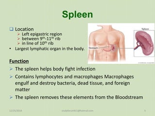 Spleen, thymus Organs of the Lymphatic System | PPTX