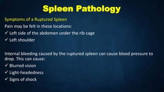 Ruptured Spleen Ultrasound