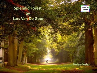 Splendid forest | PPT