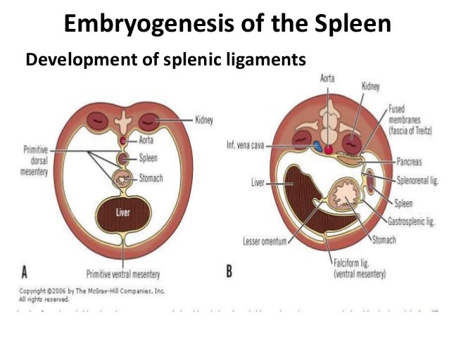 pre and post operative management of paediatric Splenectomy patients