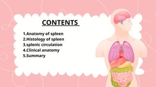 splenic circulation easy explanation.pptx
