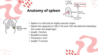 splenic circulation easy explanation.pptx