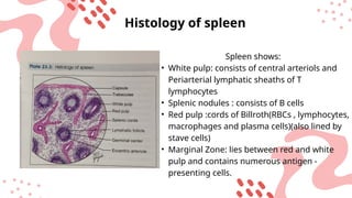 splenic circulation easy explanation.pptx
