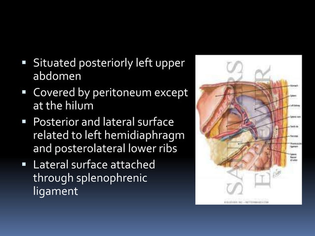 Splenic injuries