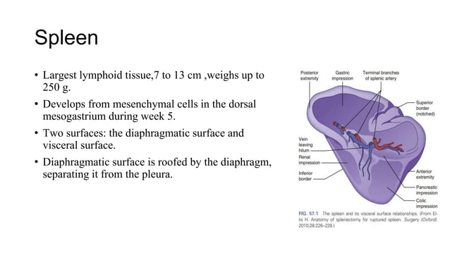 Splenic Injury.pptx | First Aid | Injuries