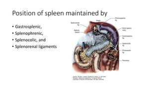 Splenic injury - Copy.pptx