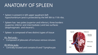 splenic lesions and findings of ct and usg | PPTX