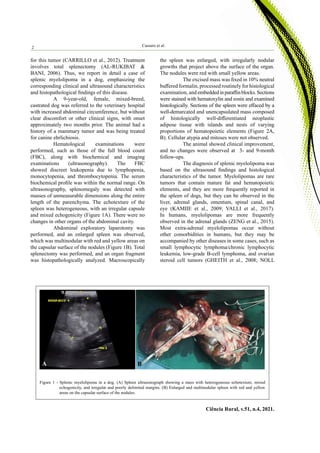 Splenic_myelolipoma_in_a_dog.pdffffffffffffffffff | PDF