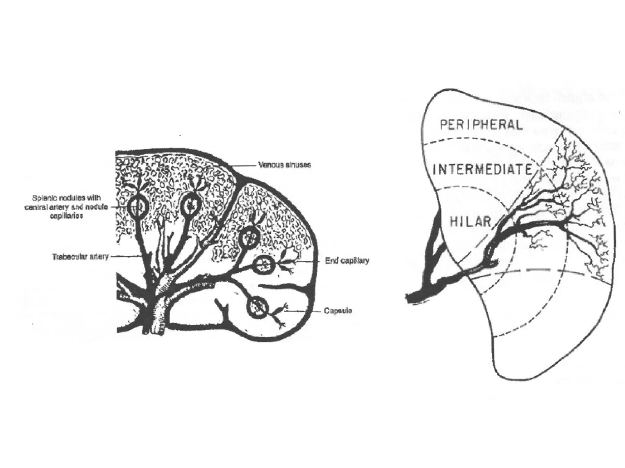 splenictrauma-190910140837 (1).pdf