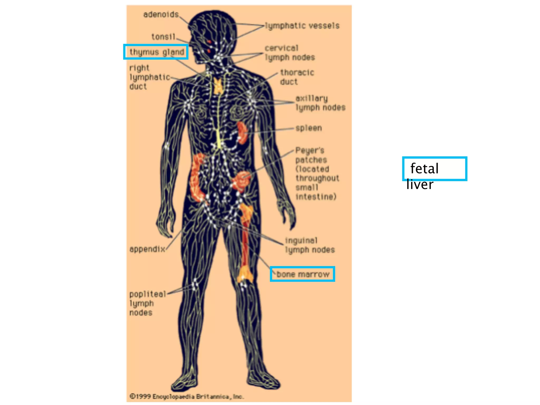 Splenocyte isolation | PPT