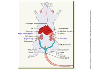 Splenocyte isolation | KEY