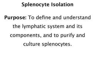 Splenocyte isolation | KEY