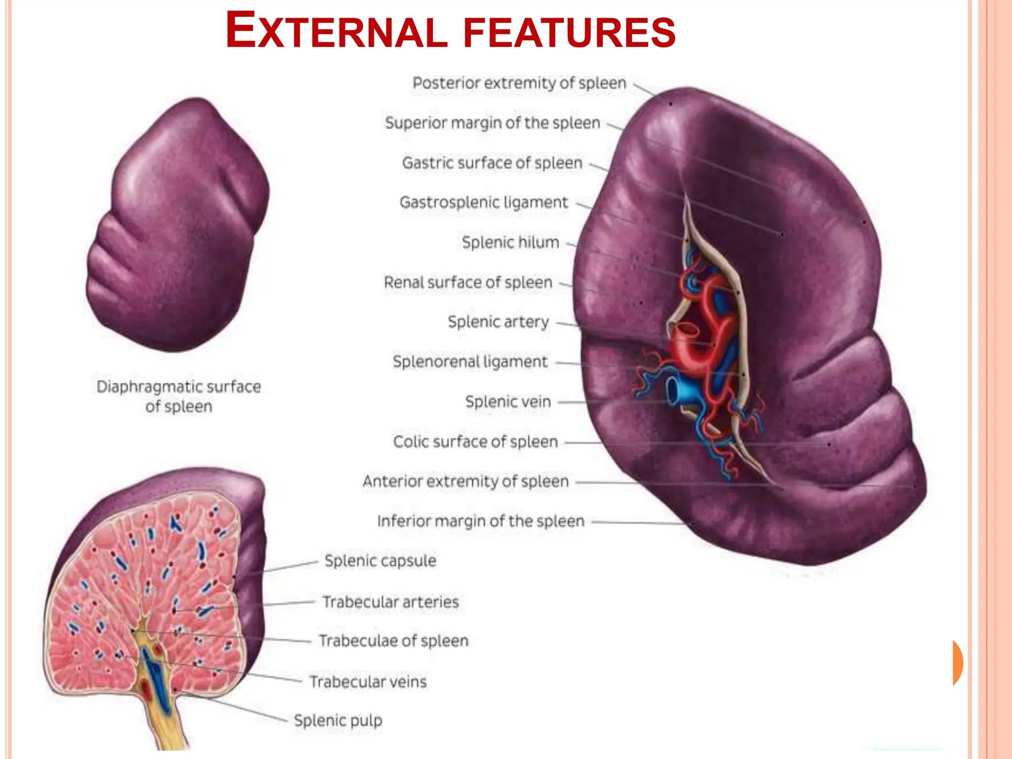 SPLEEN ANATOMY,FUNCTIONS,EXAMINATION & APPROACH TO SPLENOMEGALY | PPTX