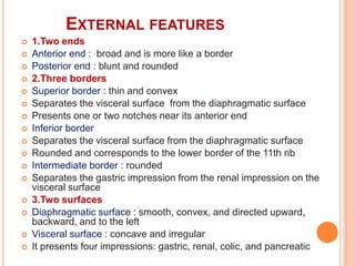 SPLEEN ANATOMY,FUNCTIONS,EXAMINATION & APPROACH TO SPLENOMEGALY | PPTX ...