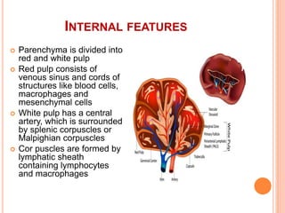 SPLEEN ANATOMY,FUNCTIONS,EXAMINATION & APPROACH TO SPLENOMEGALY | PPTX ...
