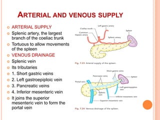 SPLEEN ANATOMY,FUNCTIONS,EXAMINATION & APPROACH TO SPLENOMEGALY | PPTX