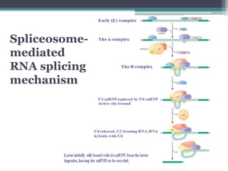 Spliceosome | PPTX