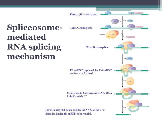 Spliceosome | PPTX