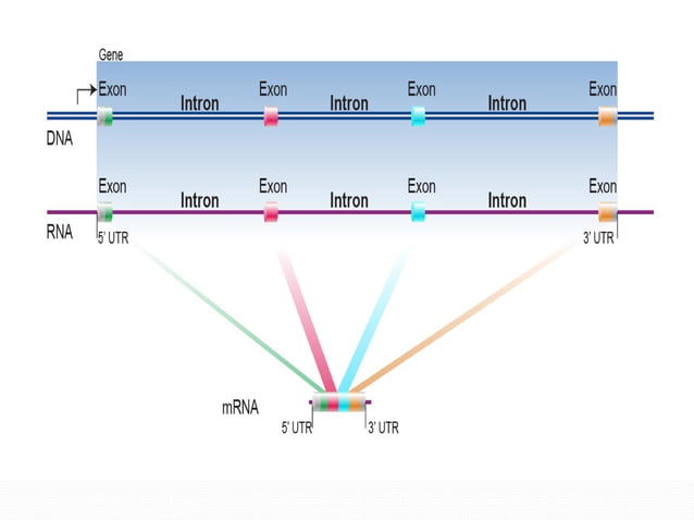 RNA Splicing | PDF | Programming Languages | Computing