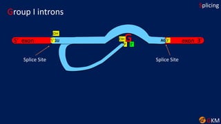 Splicing | PPTX