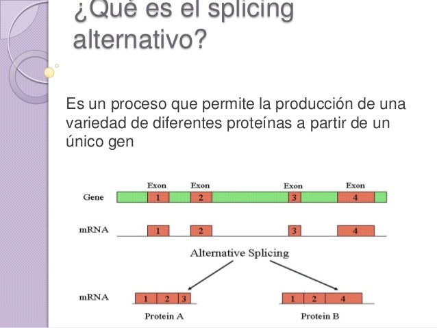 Splicing alternativo o diferencial