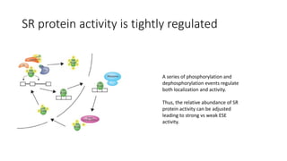 Splicing Regulation.pdf