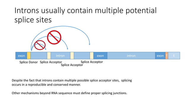 Splicing Regulation.pdf
