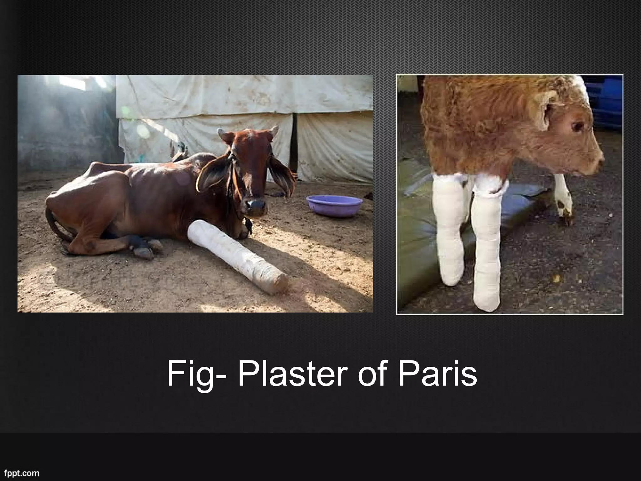 Indications and Limitations of Splint and cast used for Bovine ...