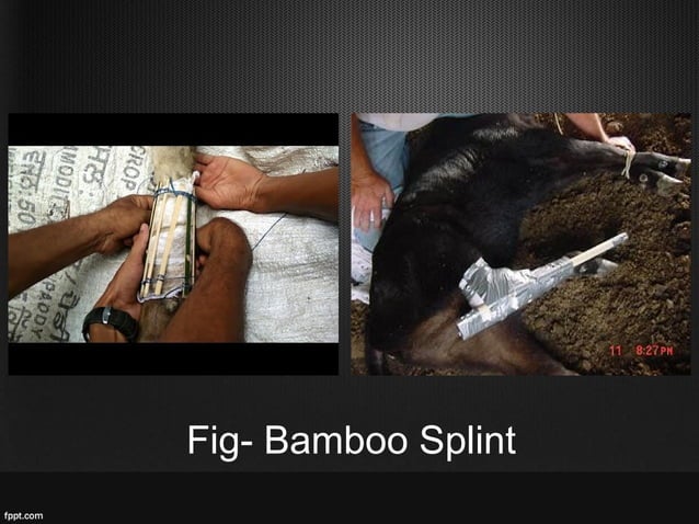 Indications and Limitations of Splint and cast used for Bovine ...
