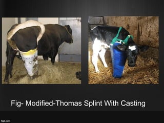 Indications and Limitations of Splint and cast used for Bovine ...