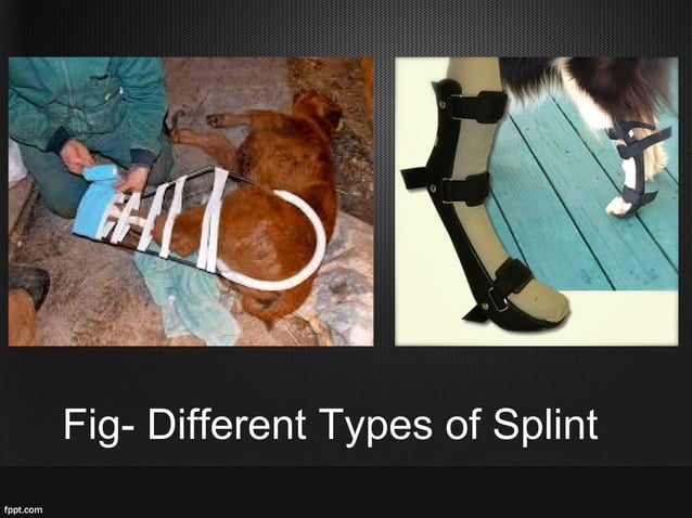 Indications and Limitations of Splint and cast used for Bovine ...