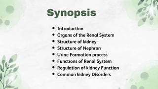 OVERVIEW OF HUMAN PHYSIOLOGY RENAL SYSTEM. KIDNEY FUNCTION | PDF