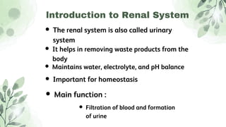 OVERVIEW OF HUMAN PHYSIOLOGY RENAL SYSTEM. KIDNEY FUNCTION | PDF