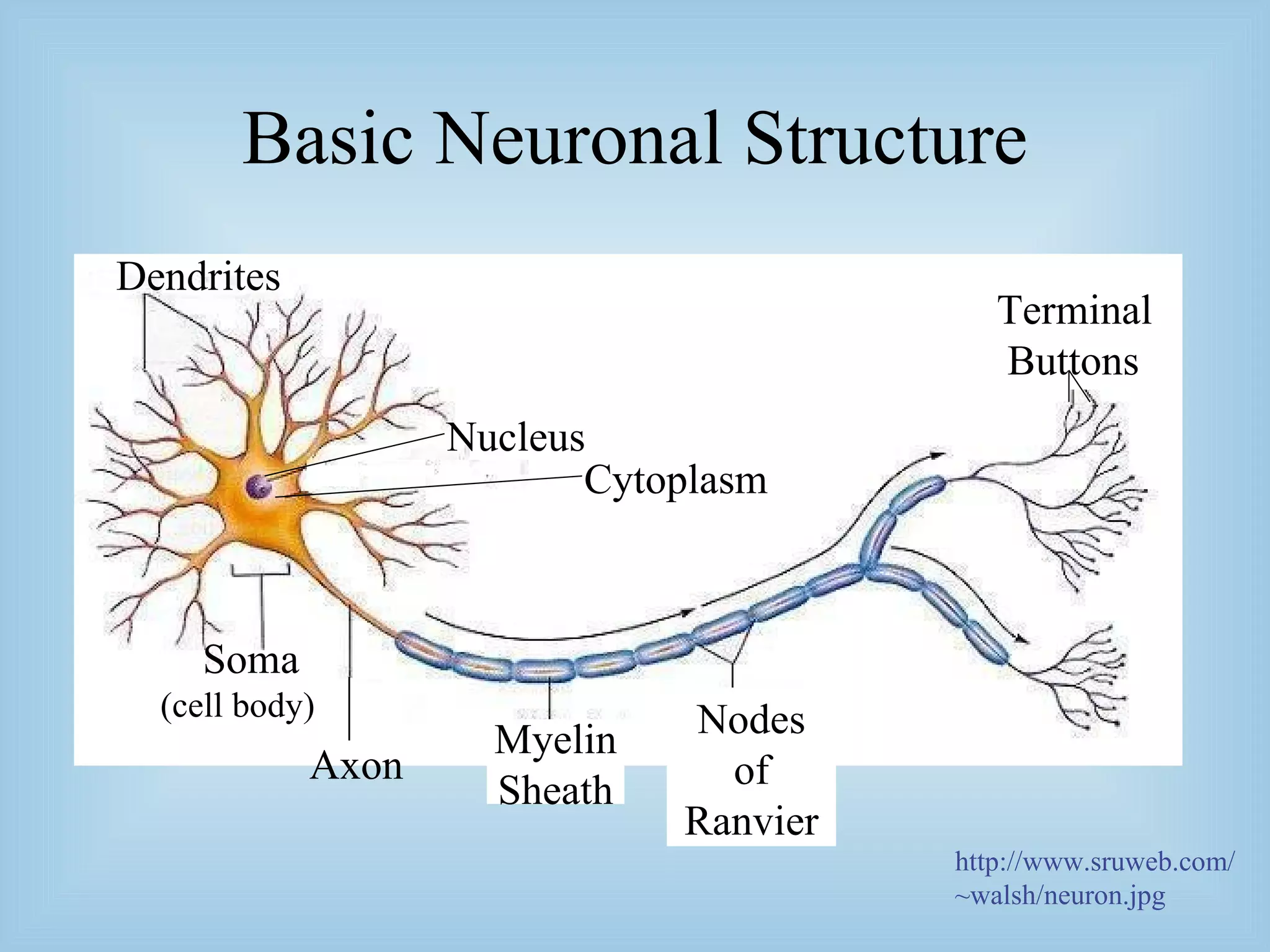 Split brain Phenomenon | PPT