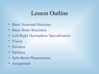 Split brain Phenomenon | PPT