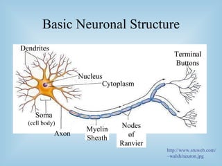 Split brain Phenomenon | PPT