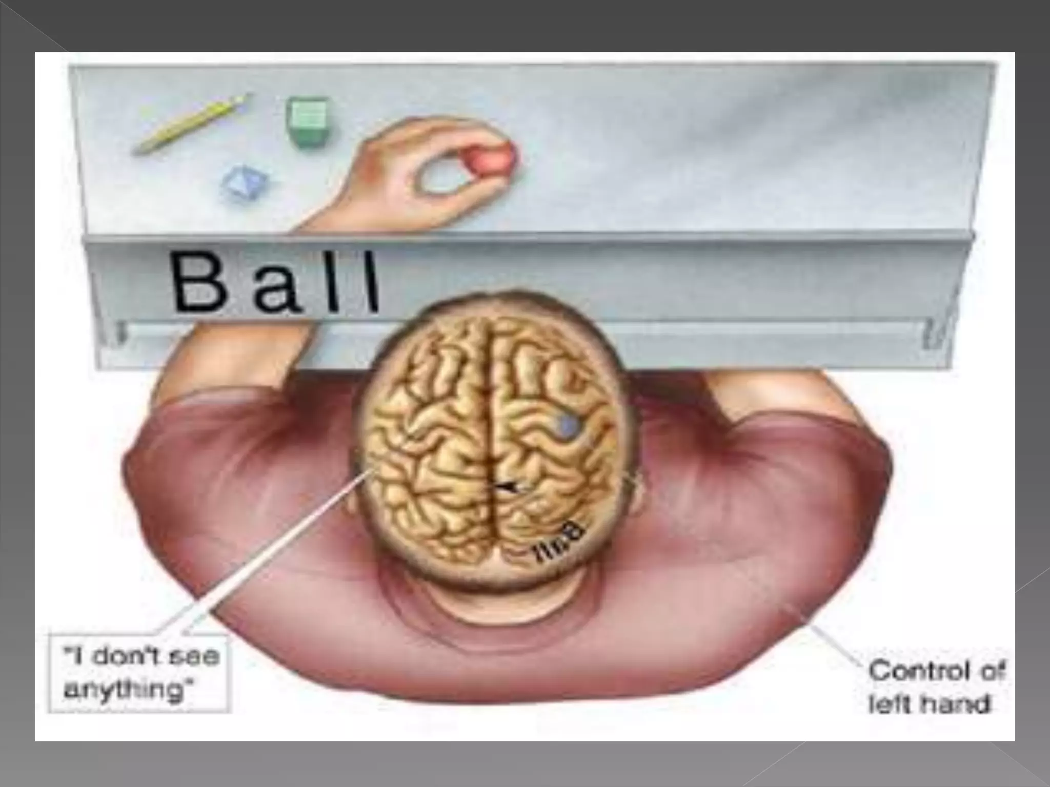 Split brain by zainab ahmed | PPT