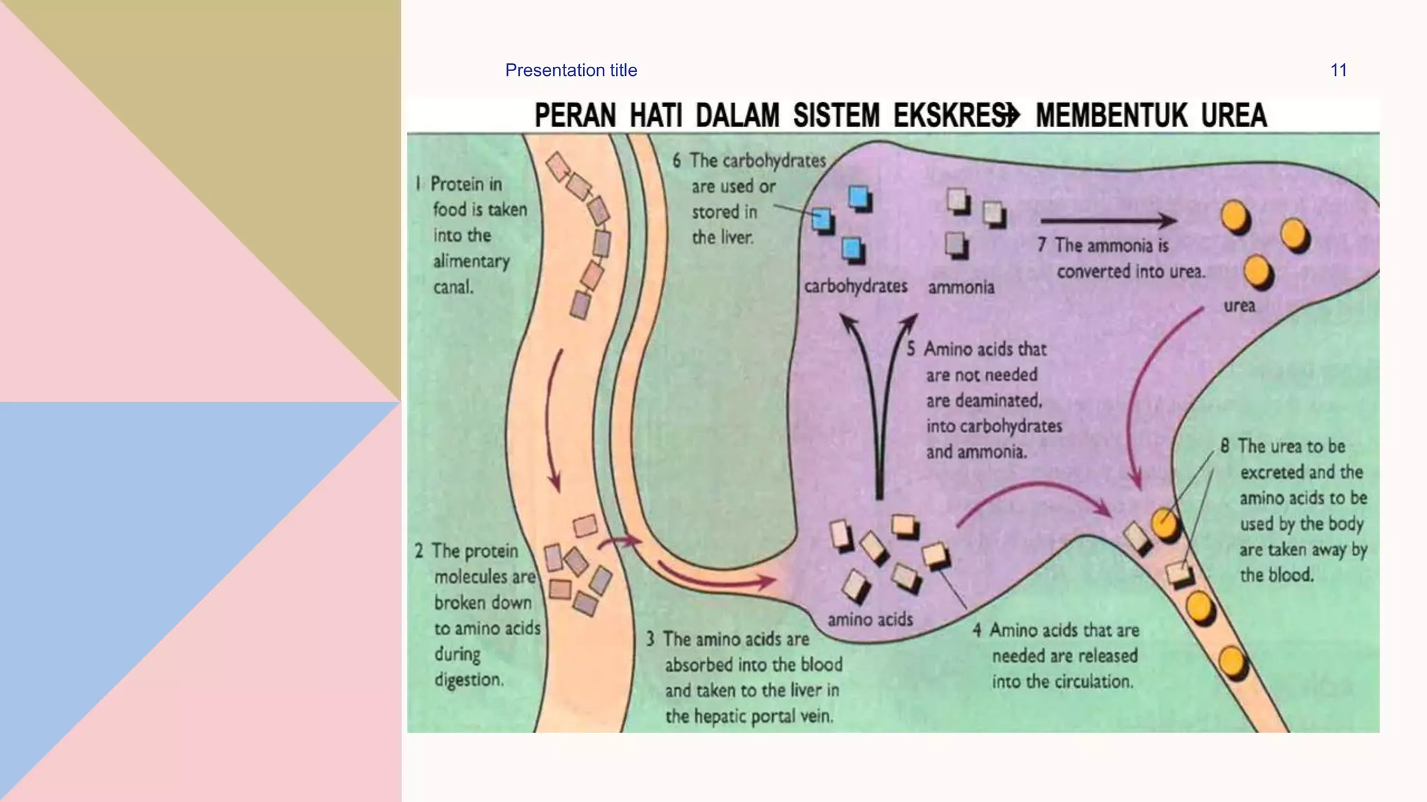Sistem pernapasan.pptx