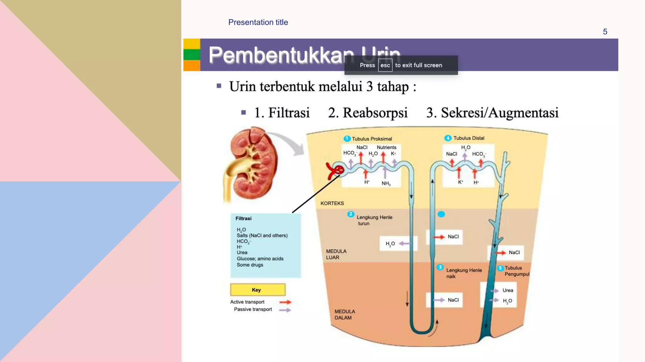 Sistem pernapasan.pptx