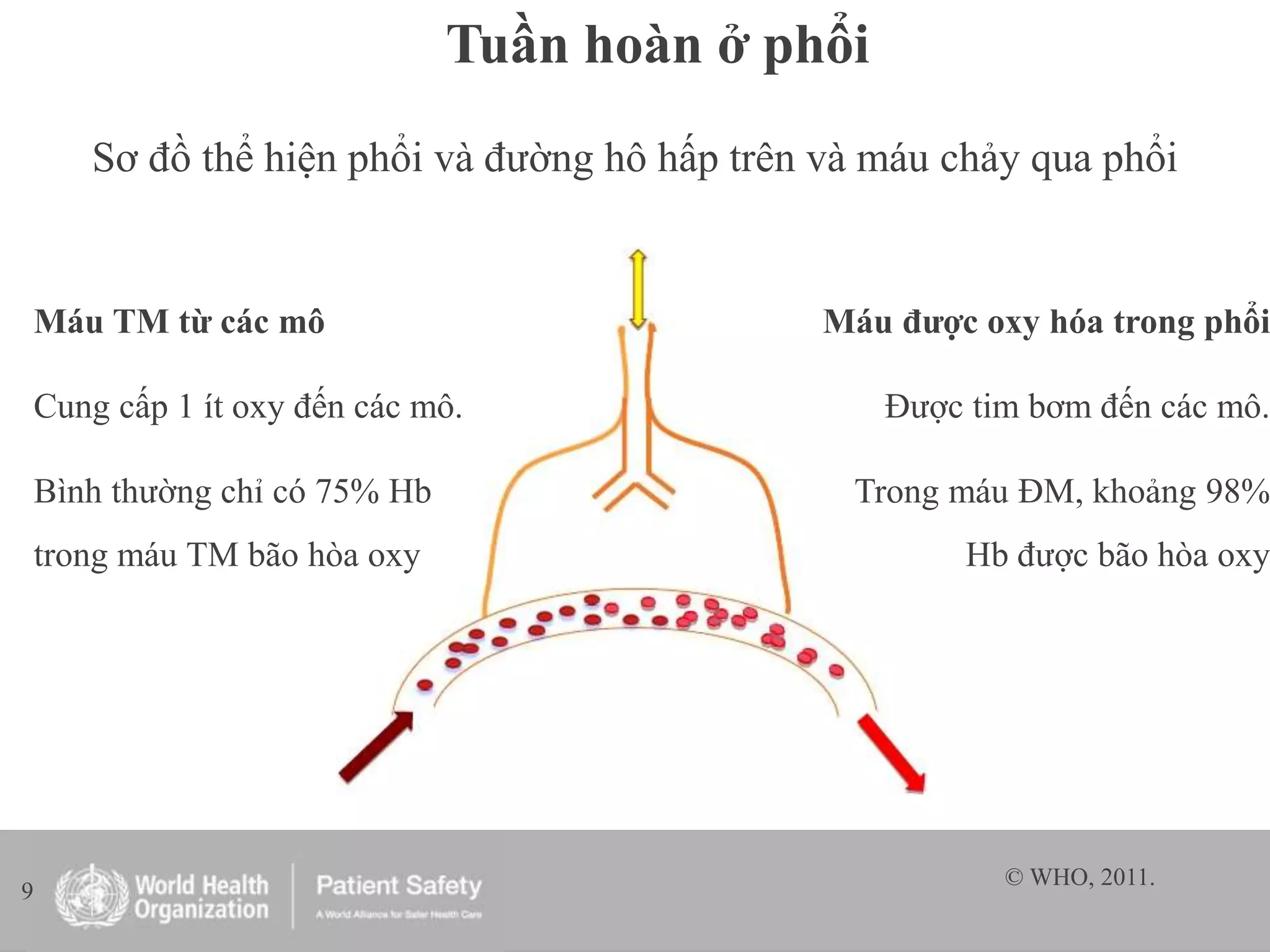 SpO2 phần cơ bản | PPTX