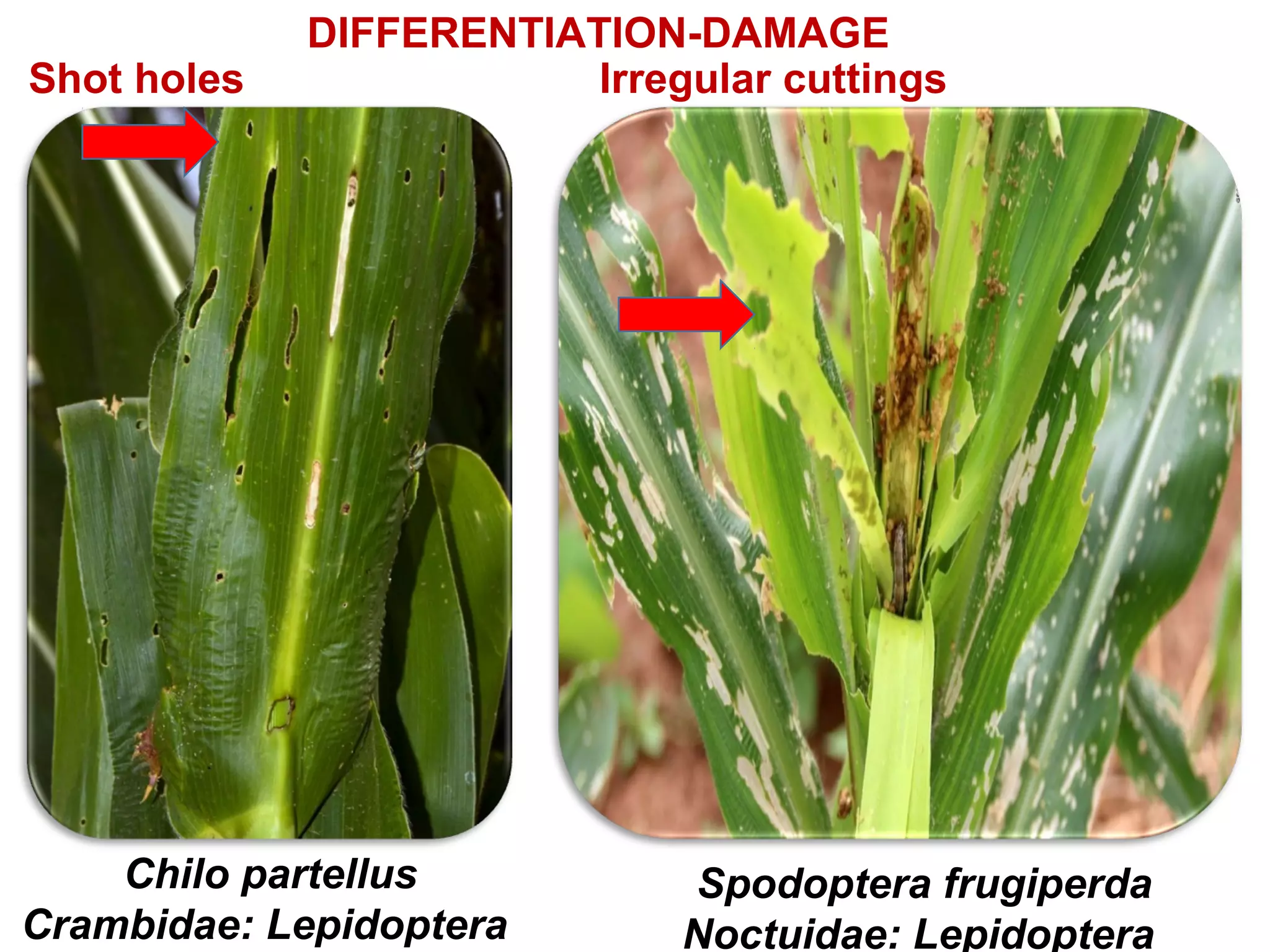 Spodoptera frugiperda a new invasive pest_SSNAIK_AGCJGL_PJTSAU | PPT
