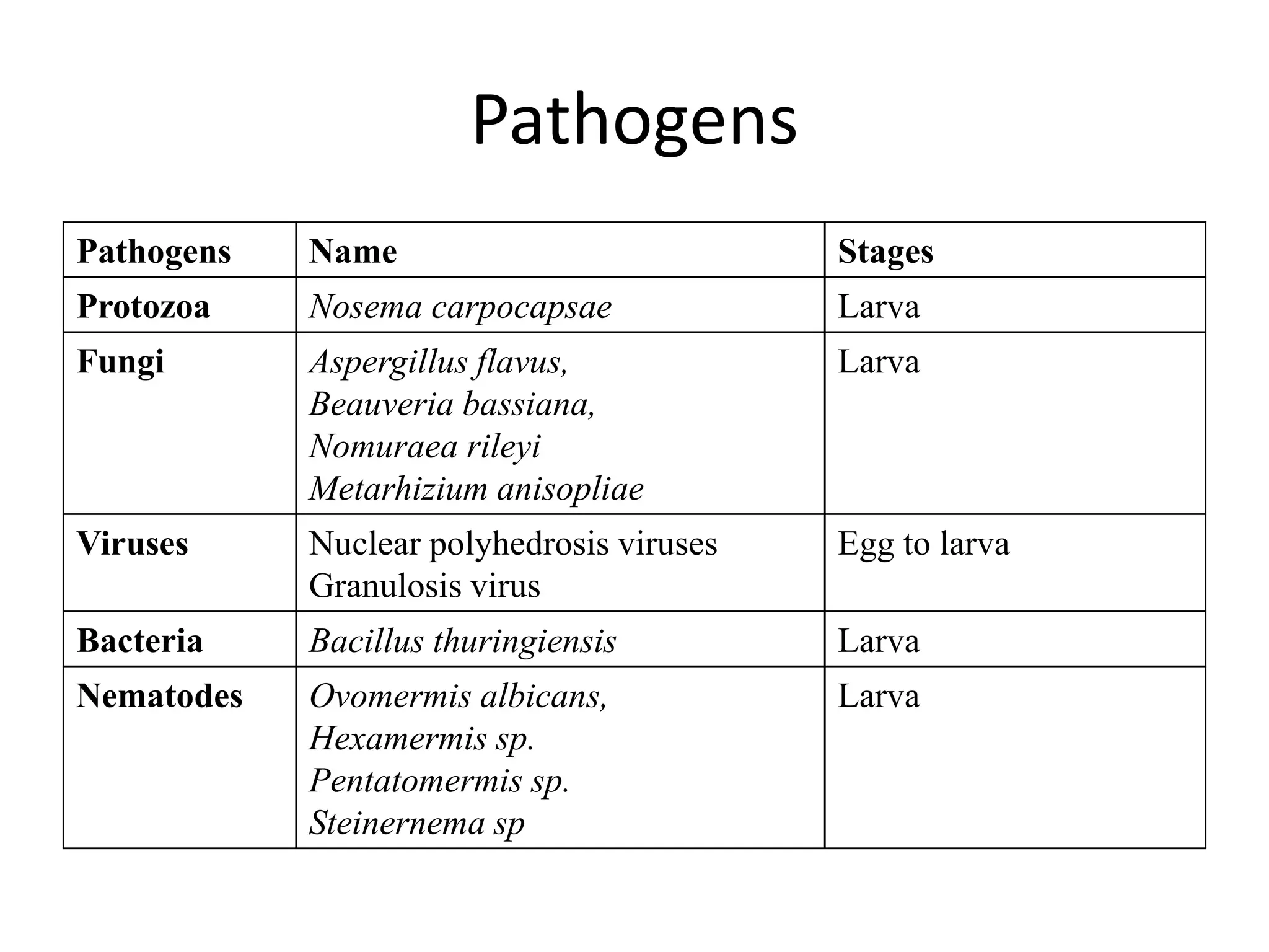 Spodoptera litura on tomato | PPTX