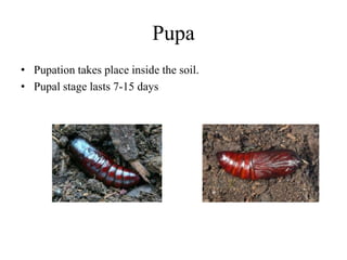 Spodoptera litura on tomato | PPTX