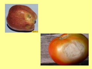 Spoilage of Perishable Food | PDF | Chemistry | Science