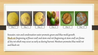 Spoilage and contamination of lemon | PPTX