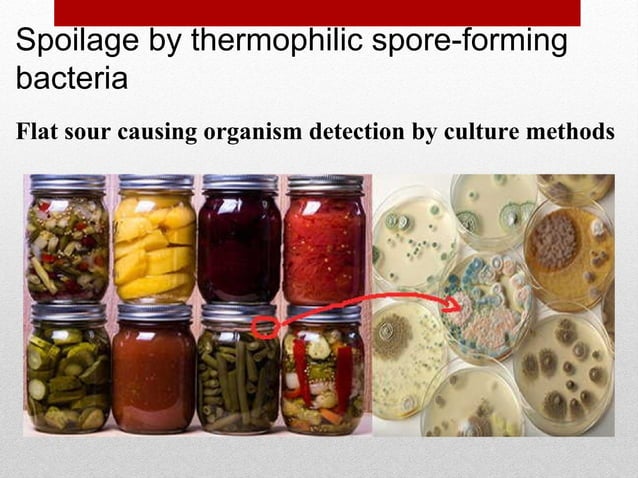 Spoilage of canned food | PPT