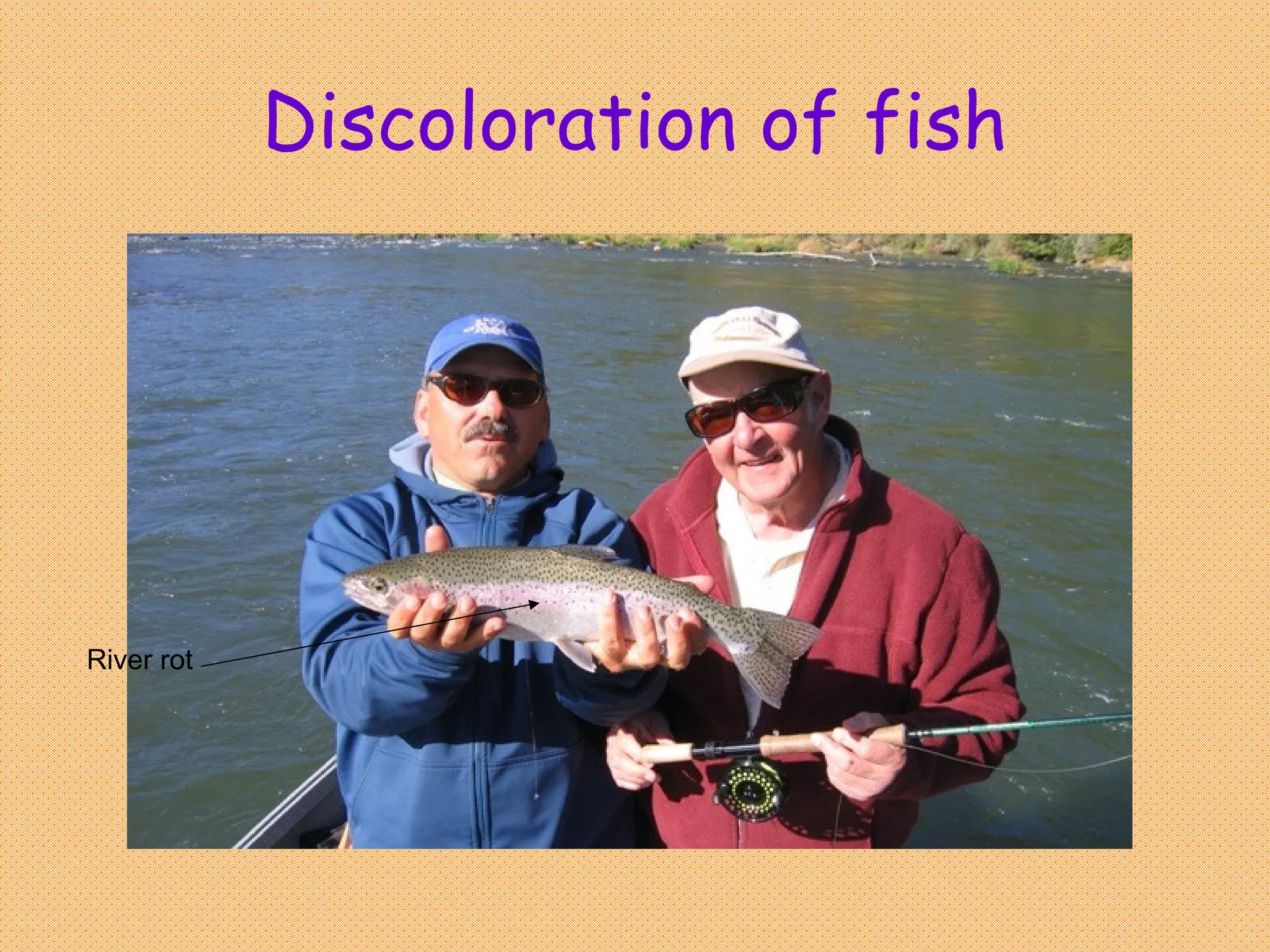 Spoilage of fish and other sea foods | PPT