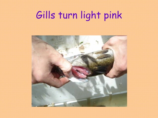 Spoilage of fish and other sea foods | PPT | Fish and Aquariums | Pets