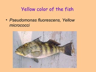 Spoilage of fish and other sea foods | PPT