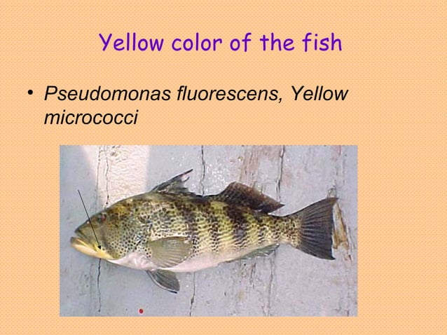 Spoilage of fish and other sea foods | PPT | Fish and Aquariums | Pets